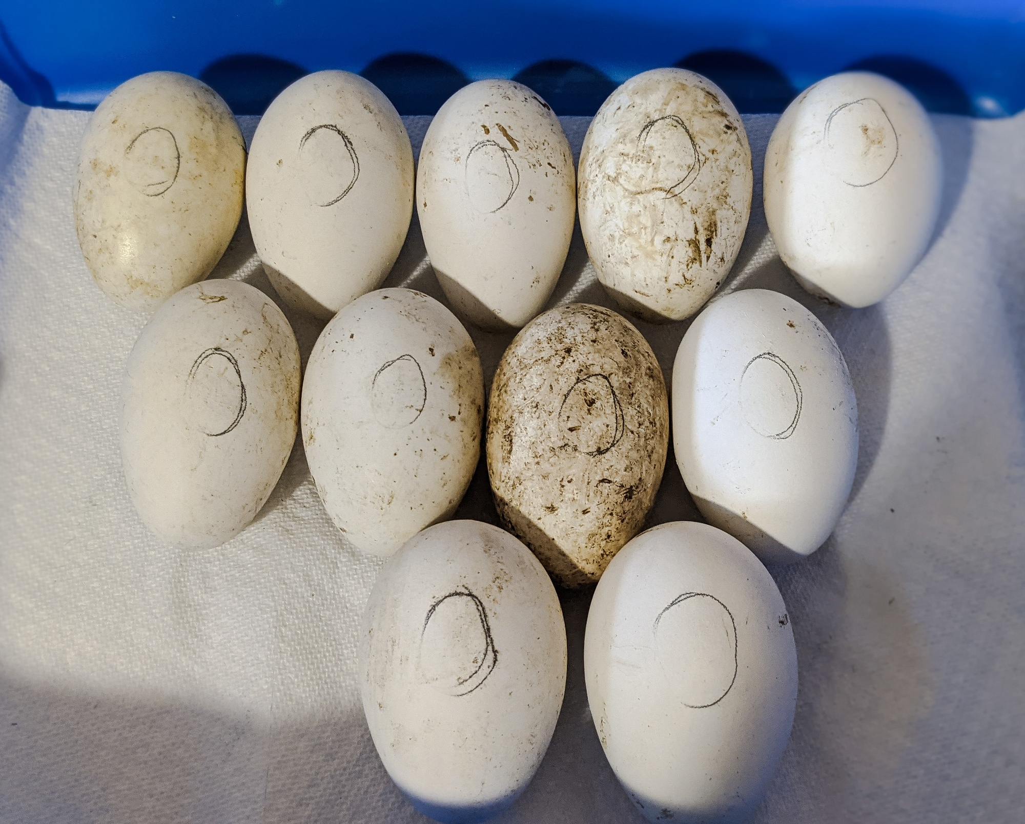 Incubation Update Pilgrim Goose Eggs Second Candling Forged Mettle