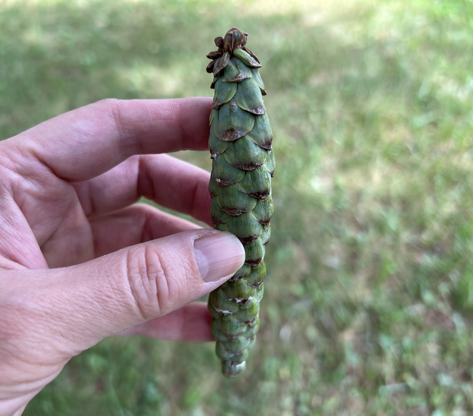 Wildcrafted Update: Making Mugolio (Fermented Pine Cone Syrup) | Forged ...