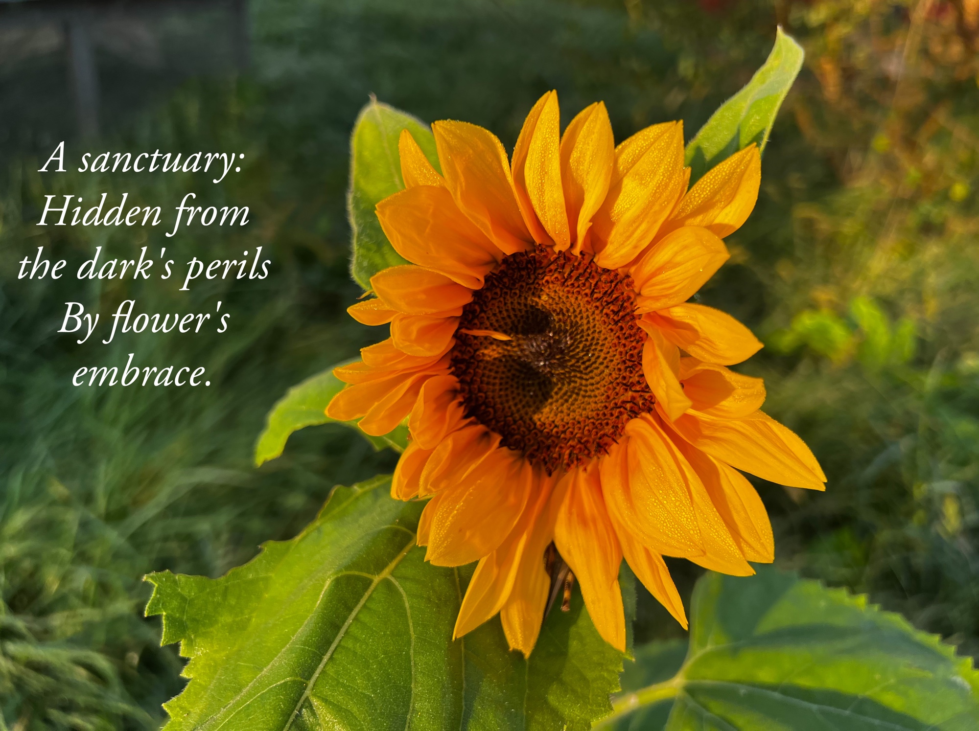 Haiku: Sunflower’s Secret | Forged Mettle Farm